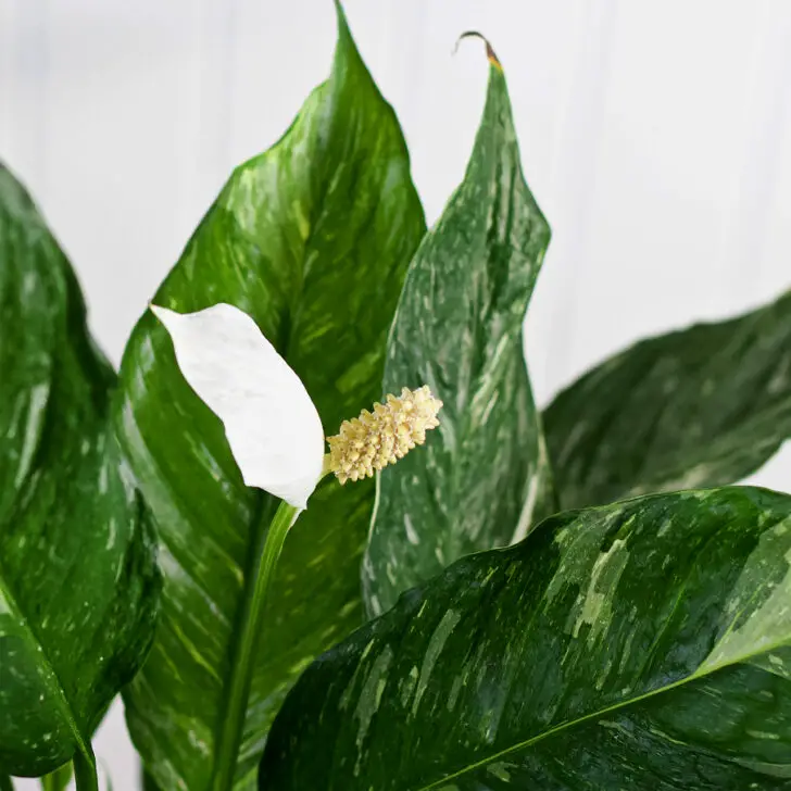 All about The Peace Lily Plant - The Contented Plant