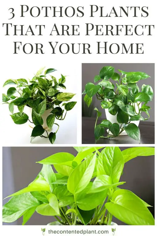 Pothos N Joy Plant Profile & Care Guide - The Contented Plant