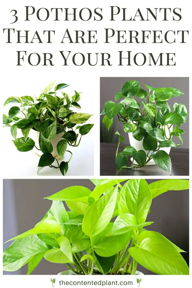 Pothos N Joy Plant Profile & Care Guide - The Contented Plant