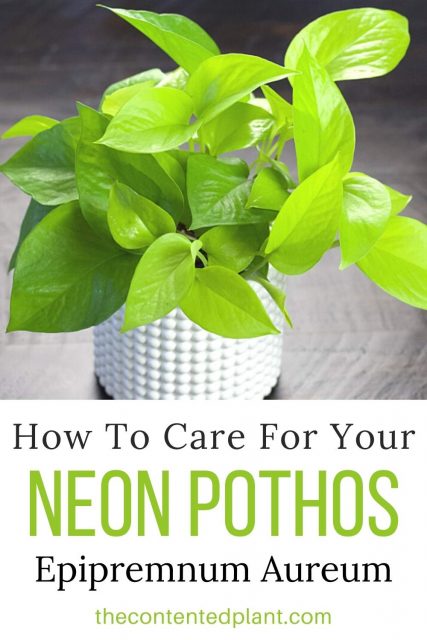 Manjula Pothos Care Guide - The Contented Plant