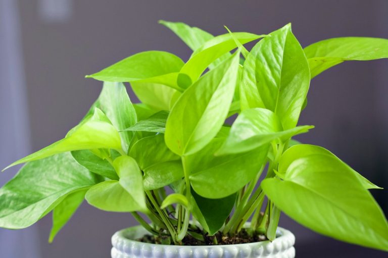 Three Stunning Easy Care Pothos Varieties - The Contented Plant
