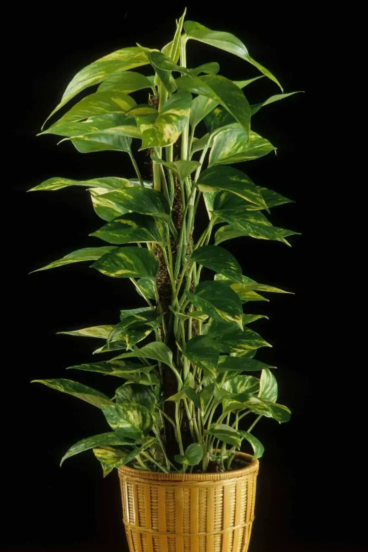 Golden Pothos Care-Epipremnum Aureum - The Contented Plant