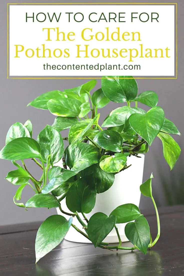 Manjula Pothos Care Guide - The Contented Plant