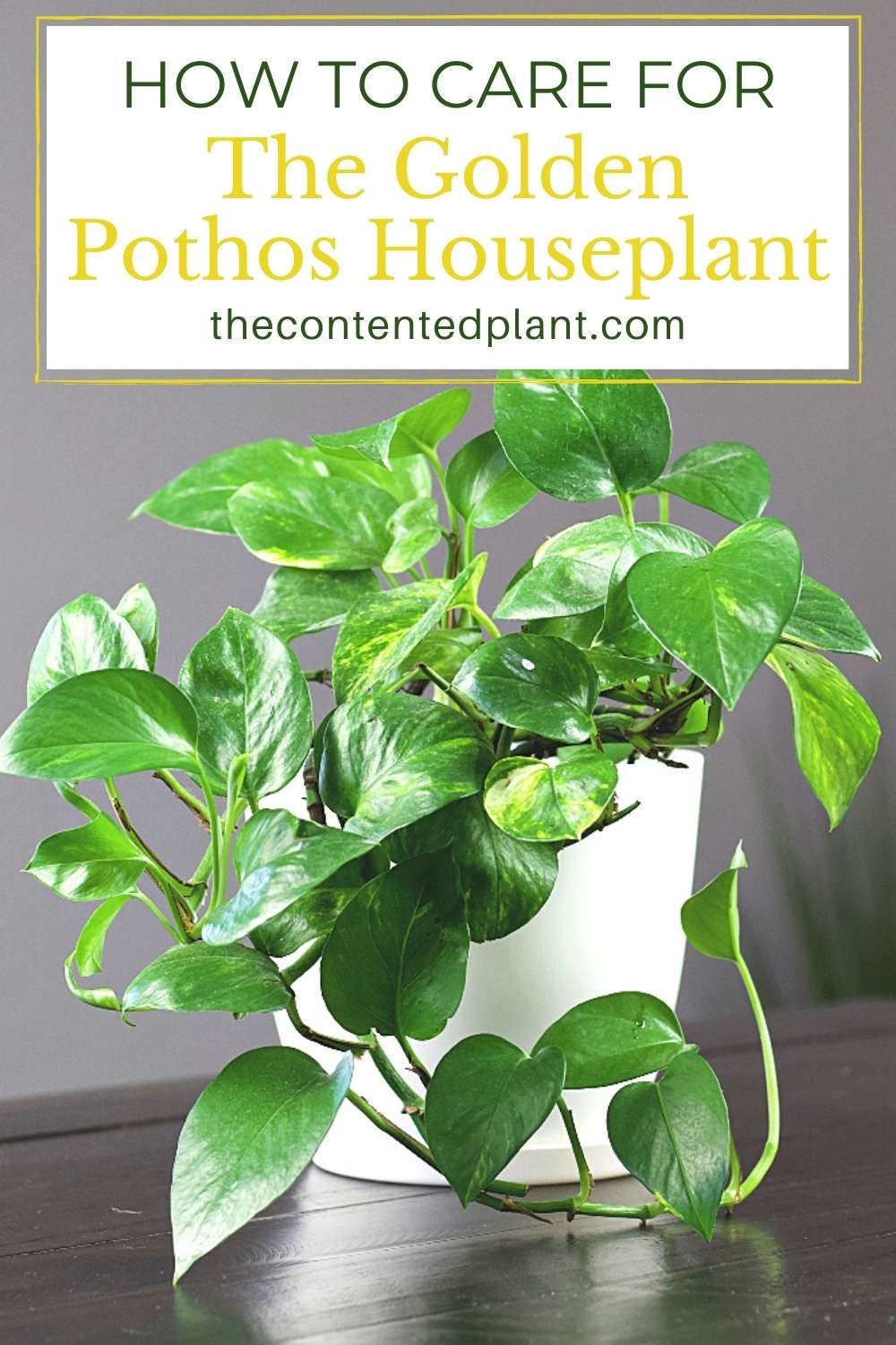 Manjula Pothos Care Guide - The Contented Plant