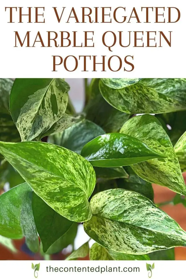 Manjula Pothos Care Guide - The Contented Plant
