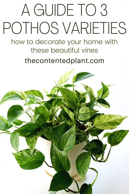 Three Stunning Easy Care Pothos Varieties - The Contented Plant