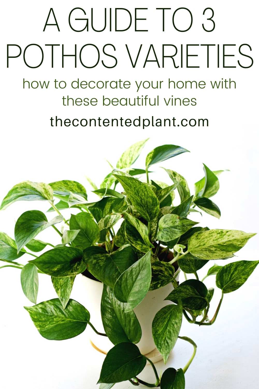 Three Stunning Easy Care Pothos Varieties - The Contented Plant