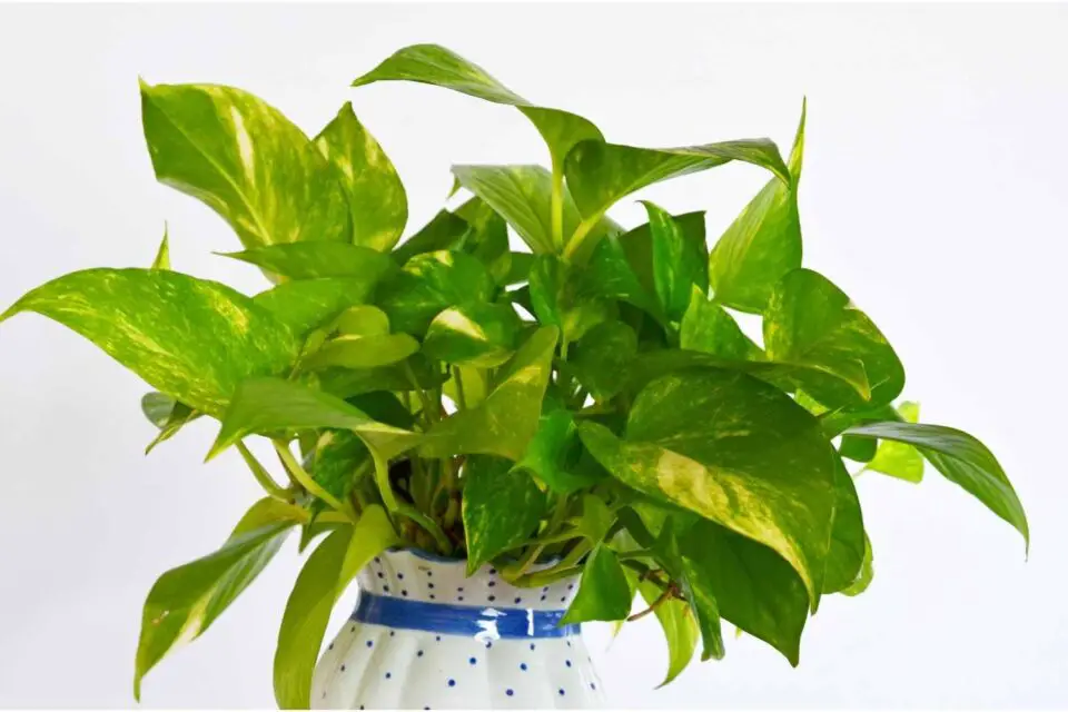Three Stunning Easy Care Pothos Varieties - The Contented Plant