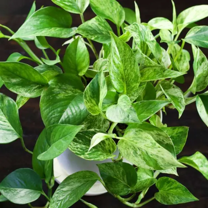 How to get rid of Aphids - The Contented Plant