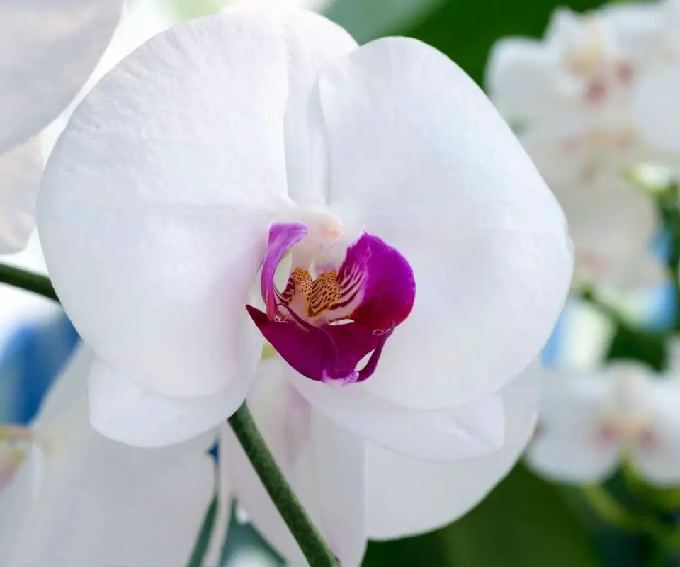 Indoor Orchid Care for Beginners - The Contented Plant