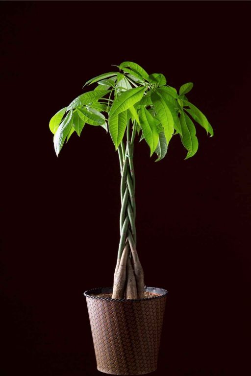Money Tree Plant Care Guide - The Contented Plant