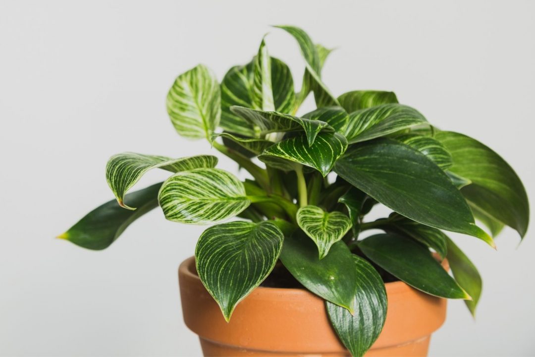 Calathea Beauty Star Care Guide - The Contented Plant