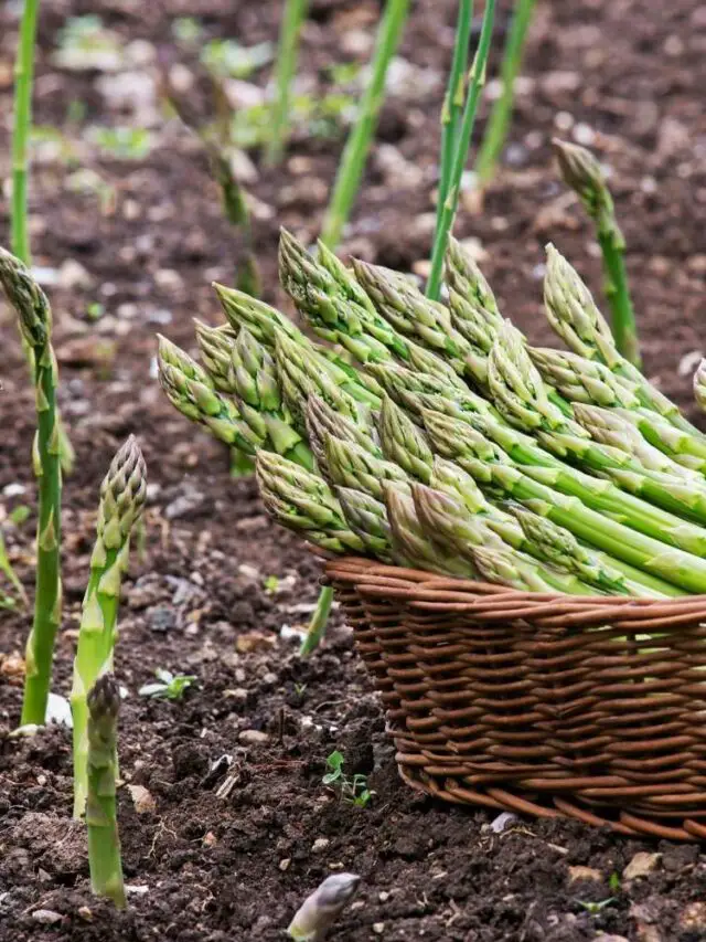 How to Grow Asparagus - The Contented Plant