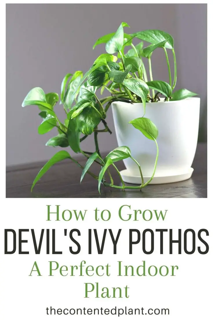Pothos N Joy Plant Profile & Care Guide - The Contented Plant