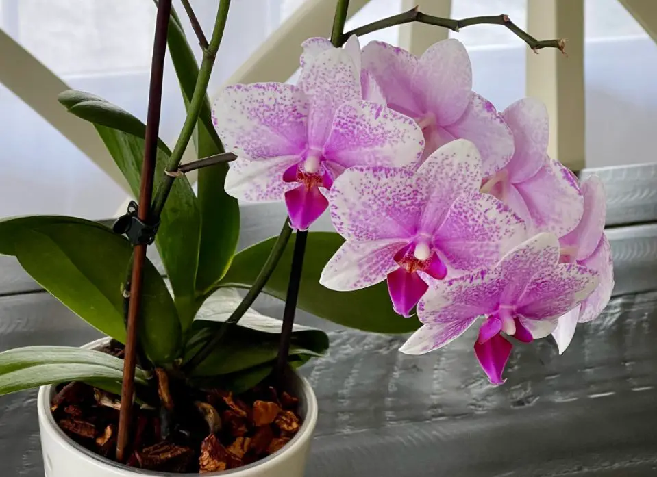 How to Repot An Orchid Successfully - The Contented Plant