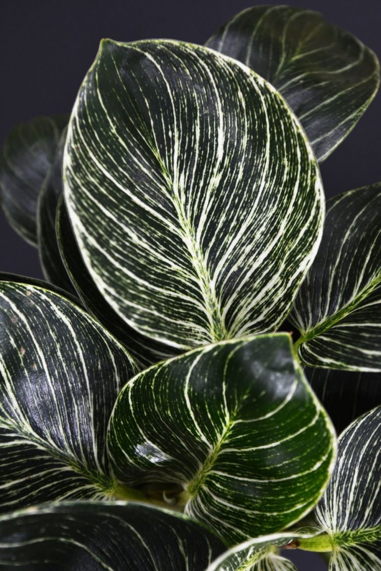 Philodendron Birkin Care Guide and Profile - The Contented Plant