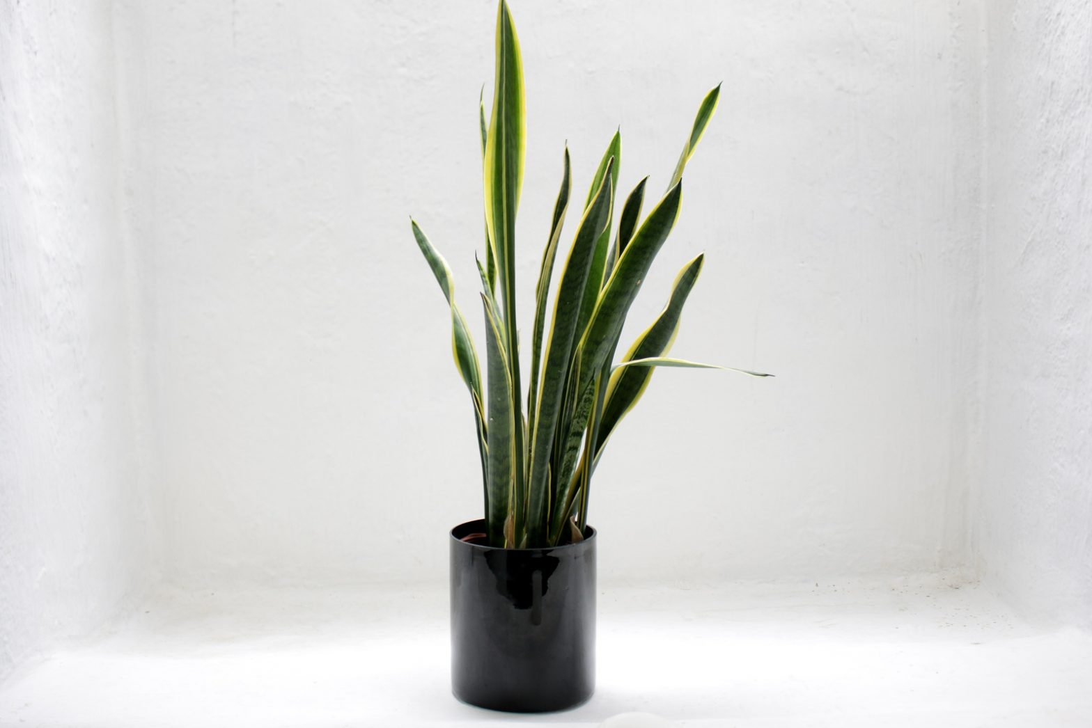 The Best Snake Plant Soil Mix - The Contented Plant