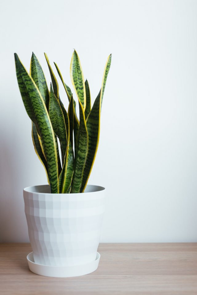 The Best Snake Plant Soil Mix - The Contented Plant