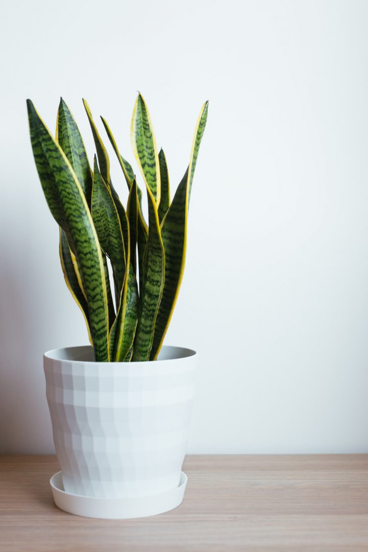The Best Snake Plant Soil Mix - The Contented Plant