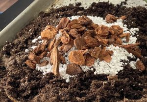 The Best Snake Plant Soil Mix - The Contented Plant