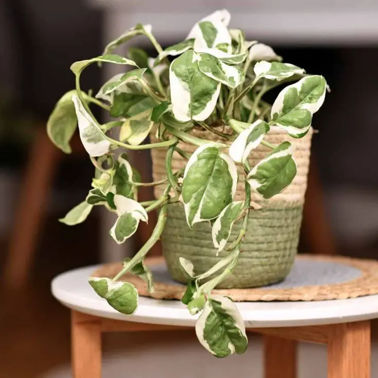 Manjula Pothos Care Guide - The Contented Plant