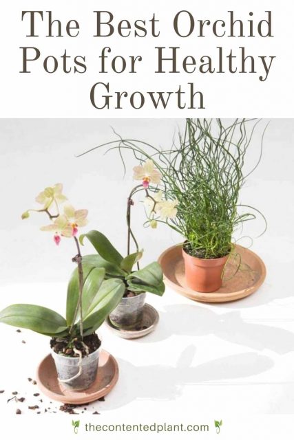 Indoor Orchid Care for Beginners - The Contented Plant