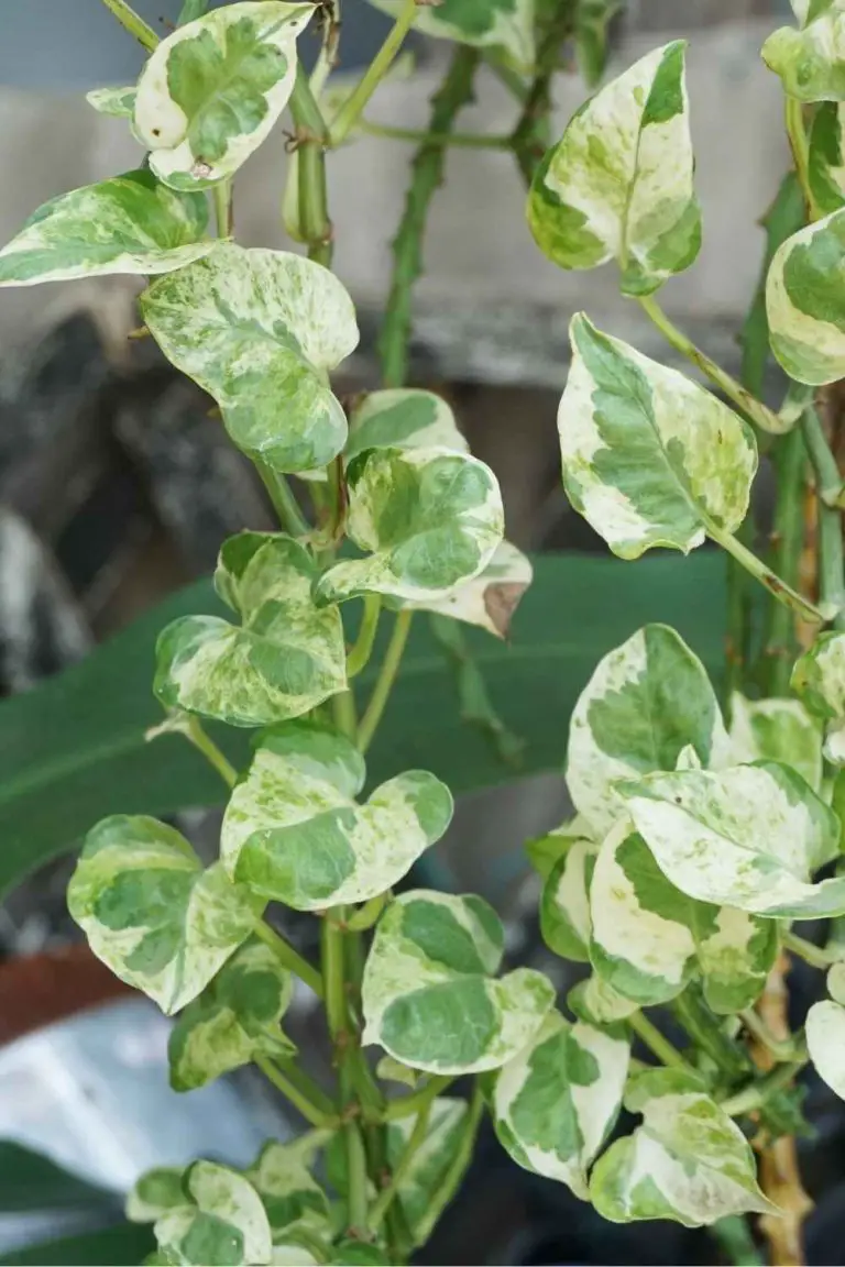 Manjula Pothos Care Guide - The Contented Plant