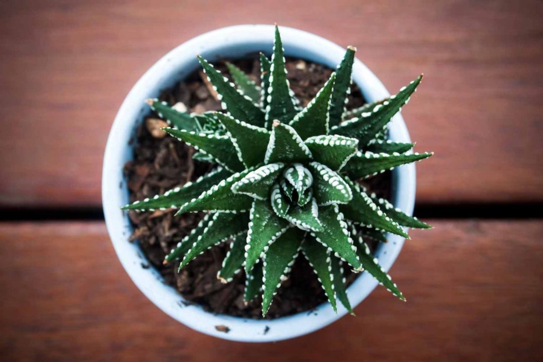 Zebra Plant Care Guide and Plant Profile - The Contented Plant