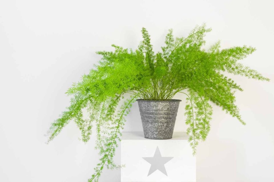 Asparagus Fern Care Guide - The Contented Plant