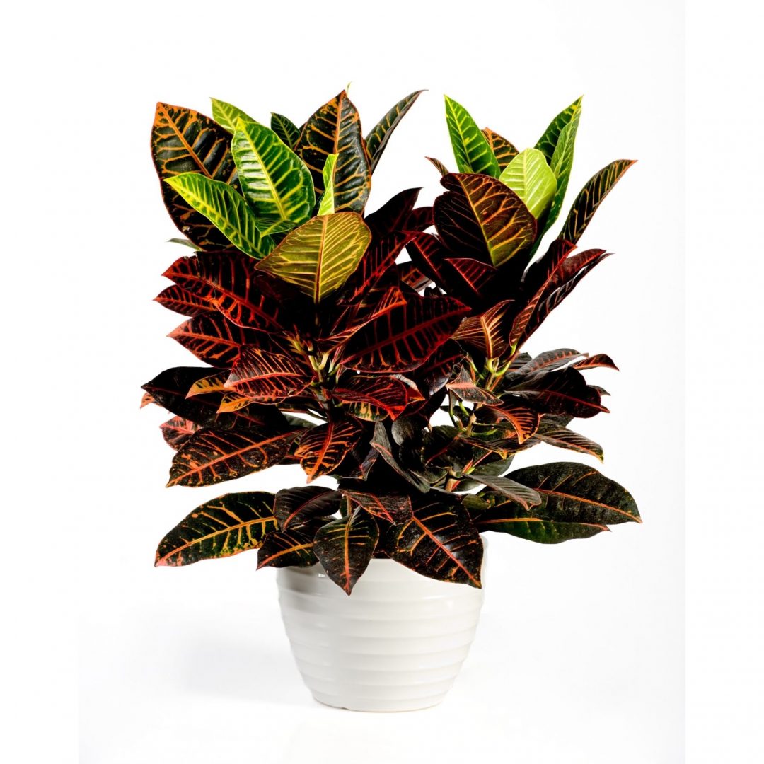 Croton Plant Care Guide - The Contented Plant