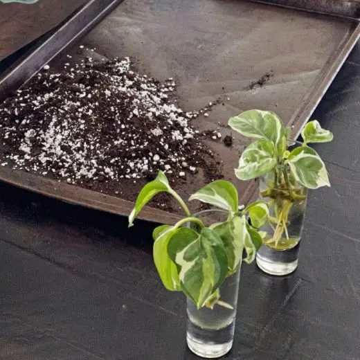 Pothos N Joy Plant Profile & Care Guide - The Contented Plant