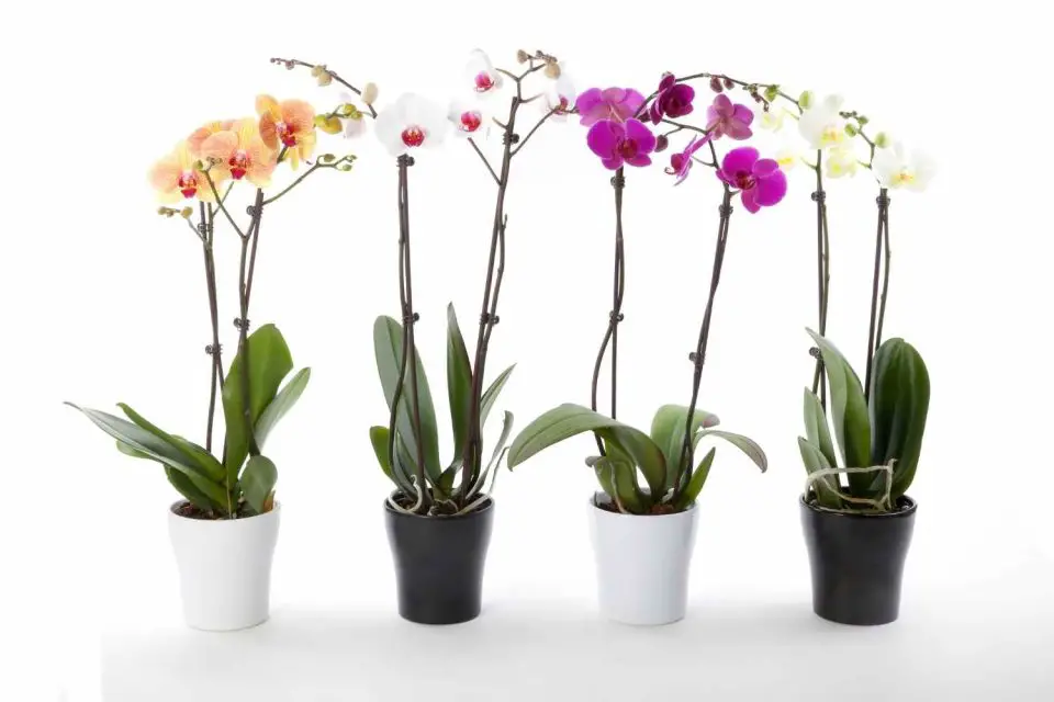 Best Orchid Pots for Healthy Growth - The Contented Plant