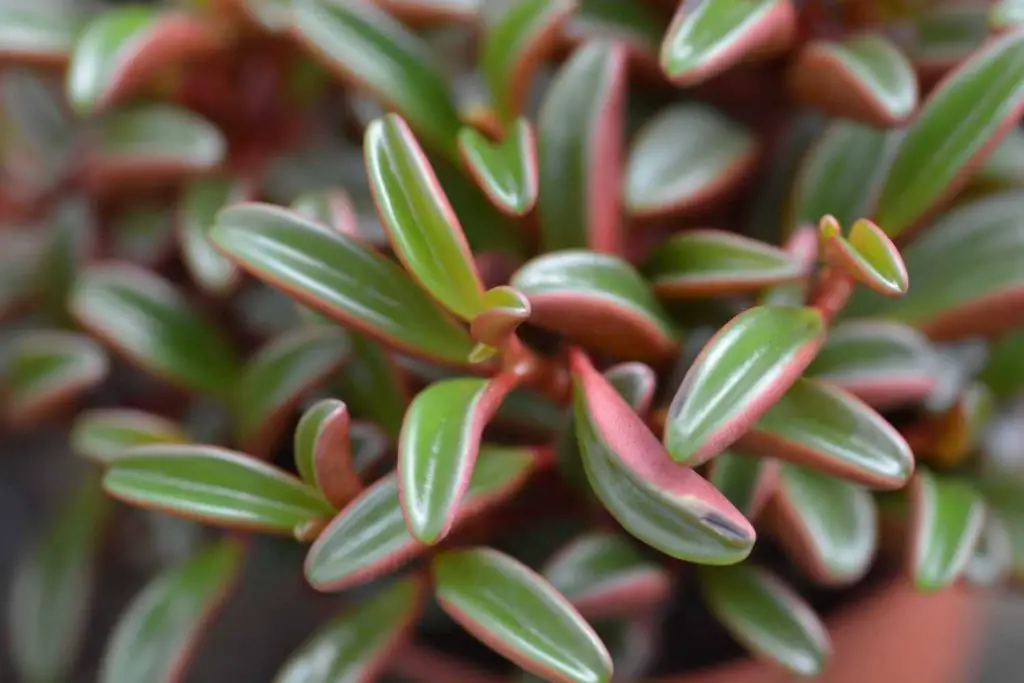 Peperomia Care guide And Plant Profile - The Contented Plant