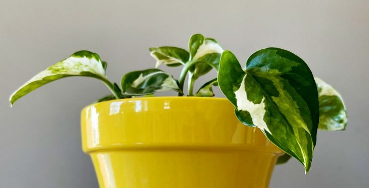 Pothos N Joy Plant Profile & Care Guide - The Contented Plant