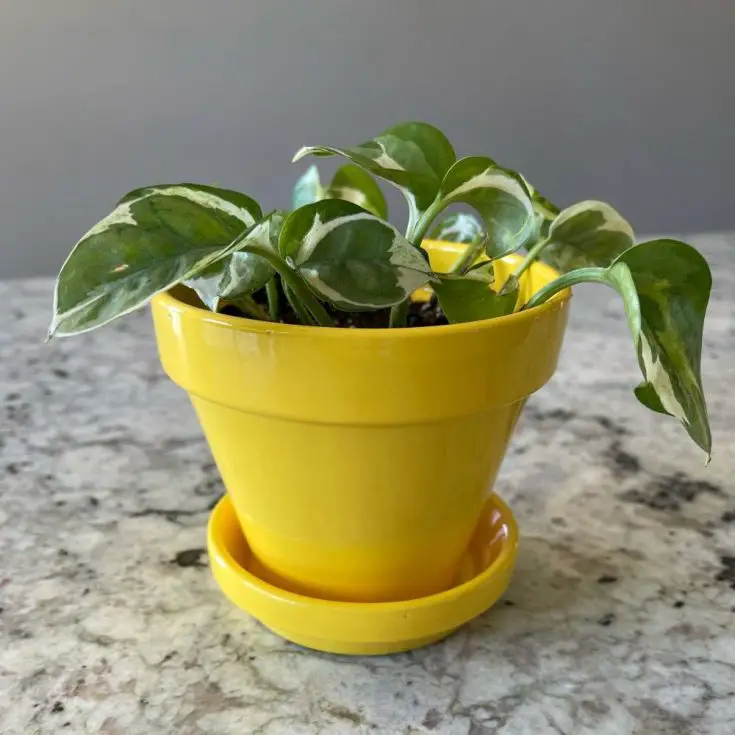Pothos N Joy Plant Profile & Care Guide - The Contented Plant