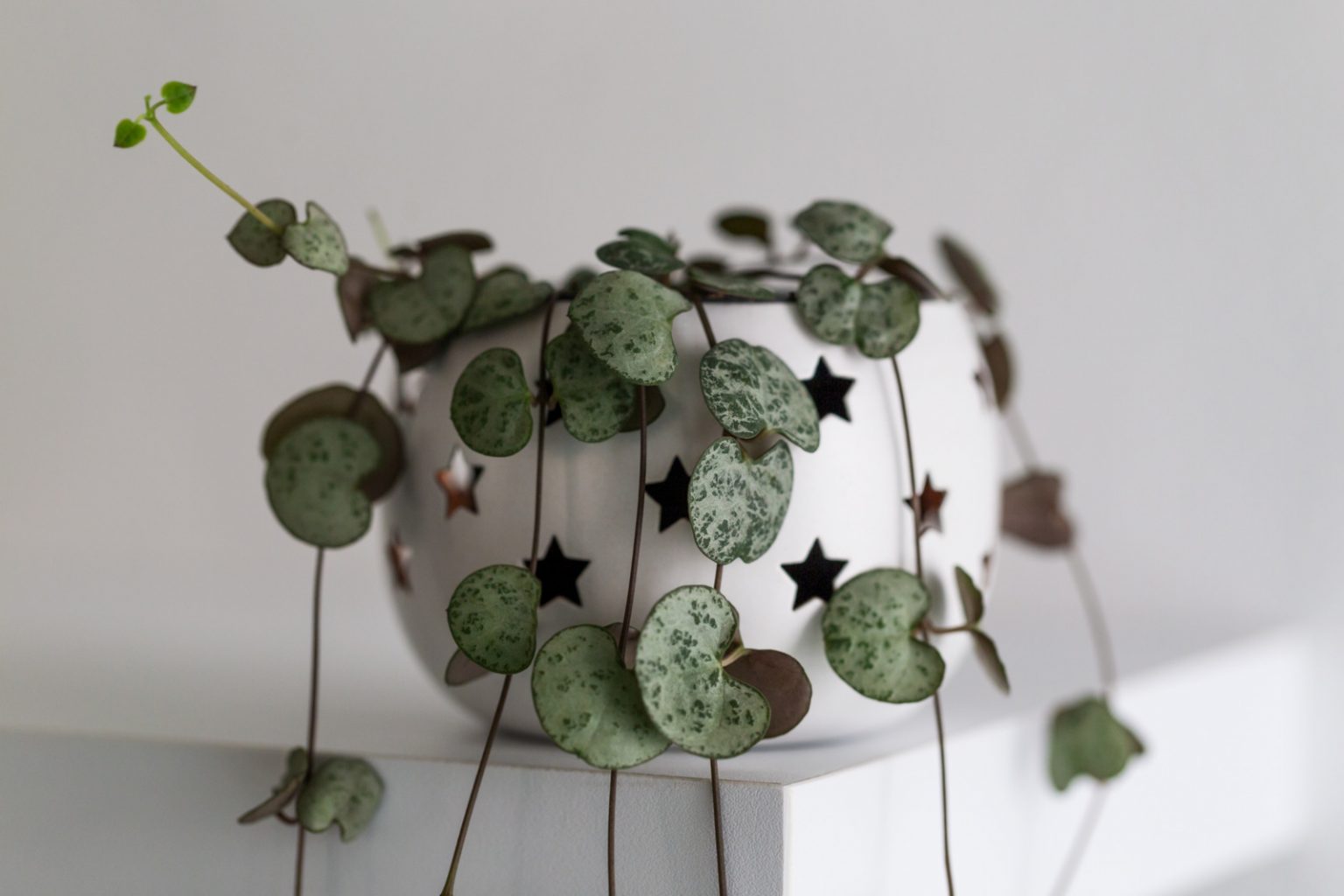 String of Hearts Watering Guide - The Contented Plant