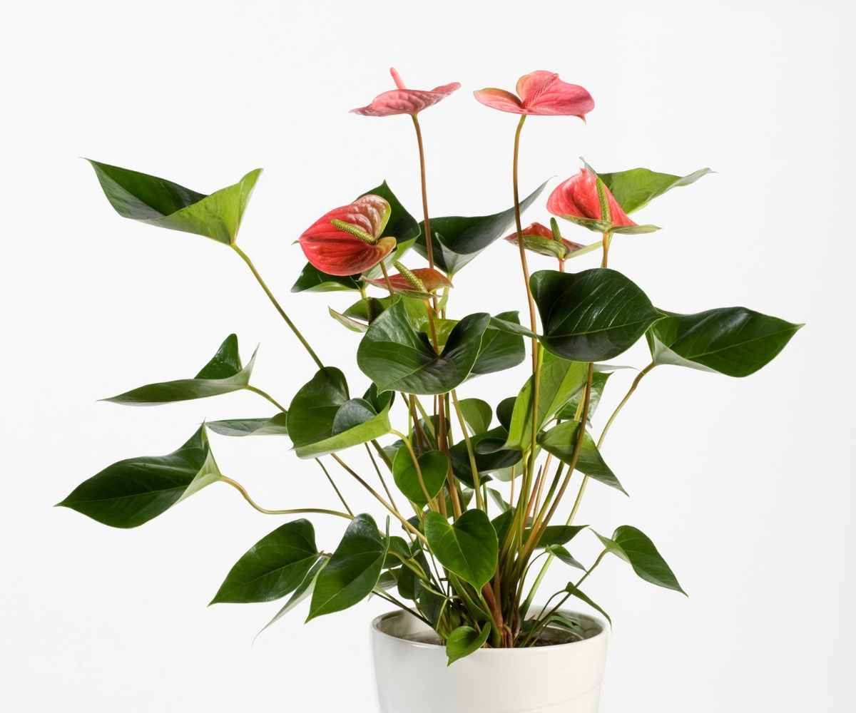 Anthurium Plant Care Guide - The Contented Plant