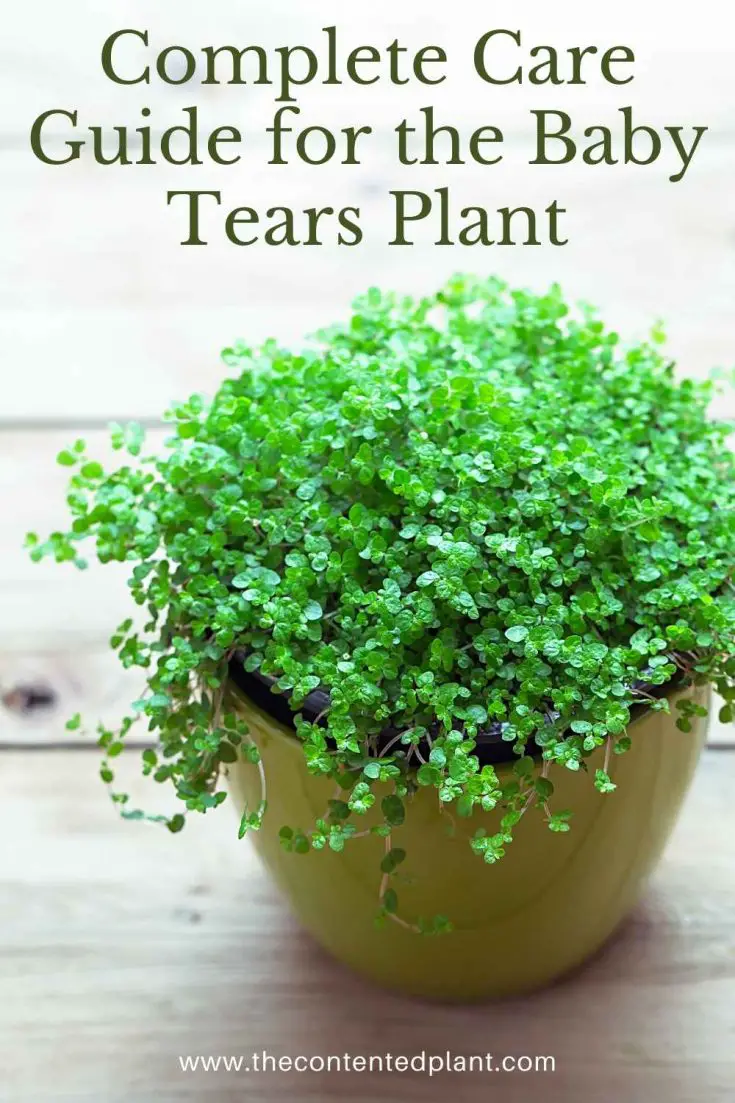 Baby Tears Plant Care Guide - The Contented Plant