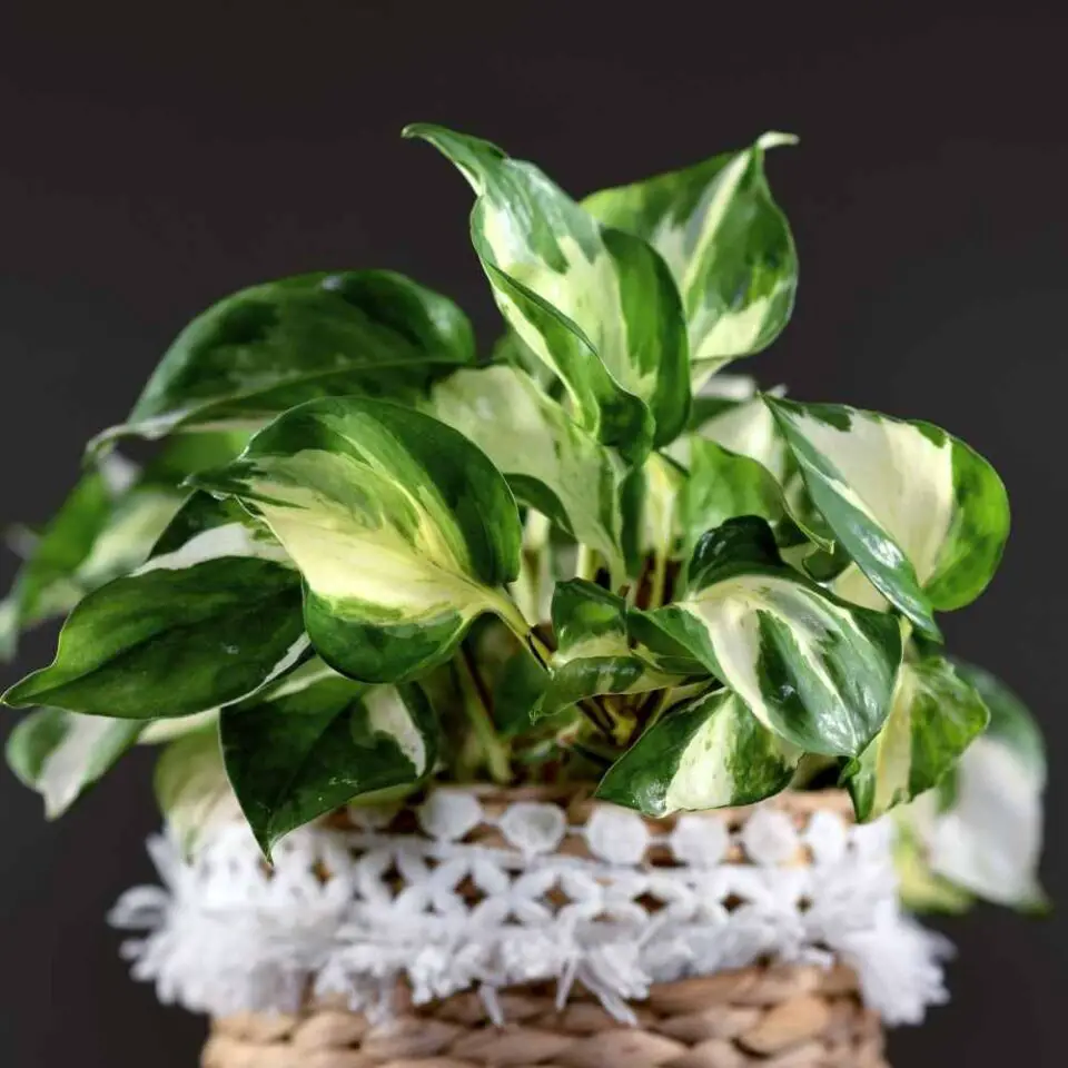 Three Stunning Easy Care Pothos Varieties - The Contented Plant