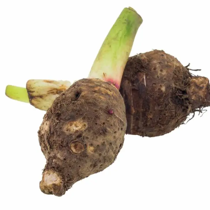 Elephant Ear Plant Care Guide - The Contented Plant