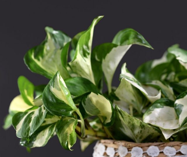 Manjula Pothos Care Guide - The Contented Plant