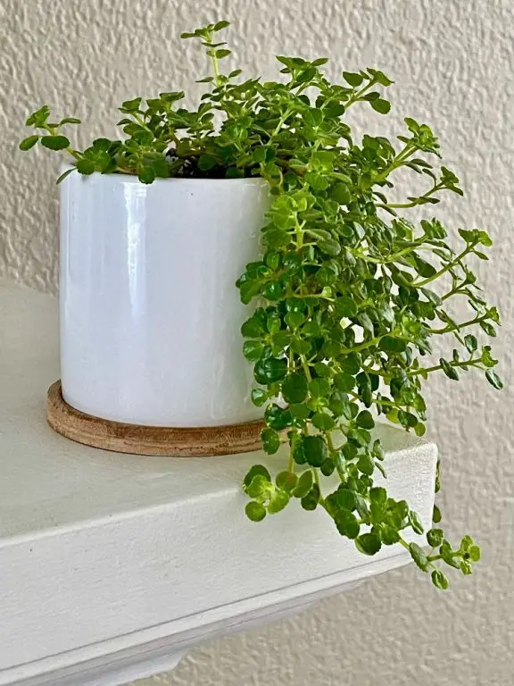 Baby Tears Plant Care Guide - The Contented Plant