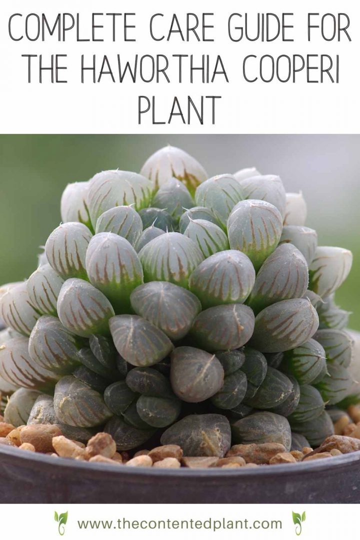 String of Turtles Plant Care Guide and Profile - The Contented Plant