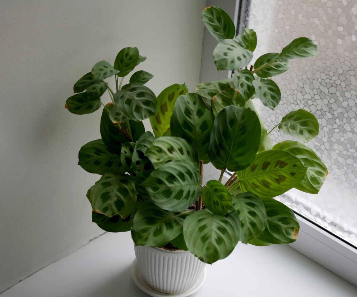 Maranta Leuconeura (Prayer Plant)-Care Guide - The Contented Plant