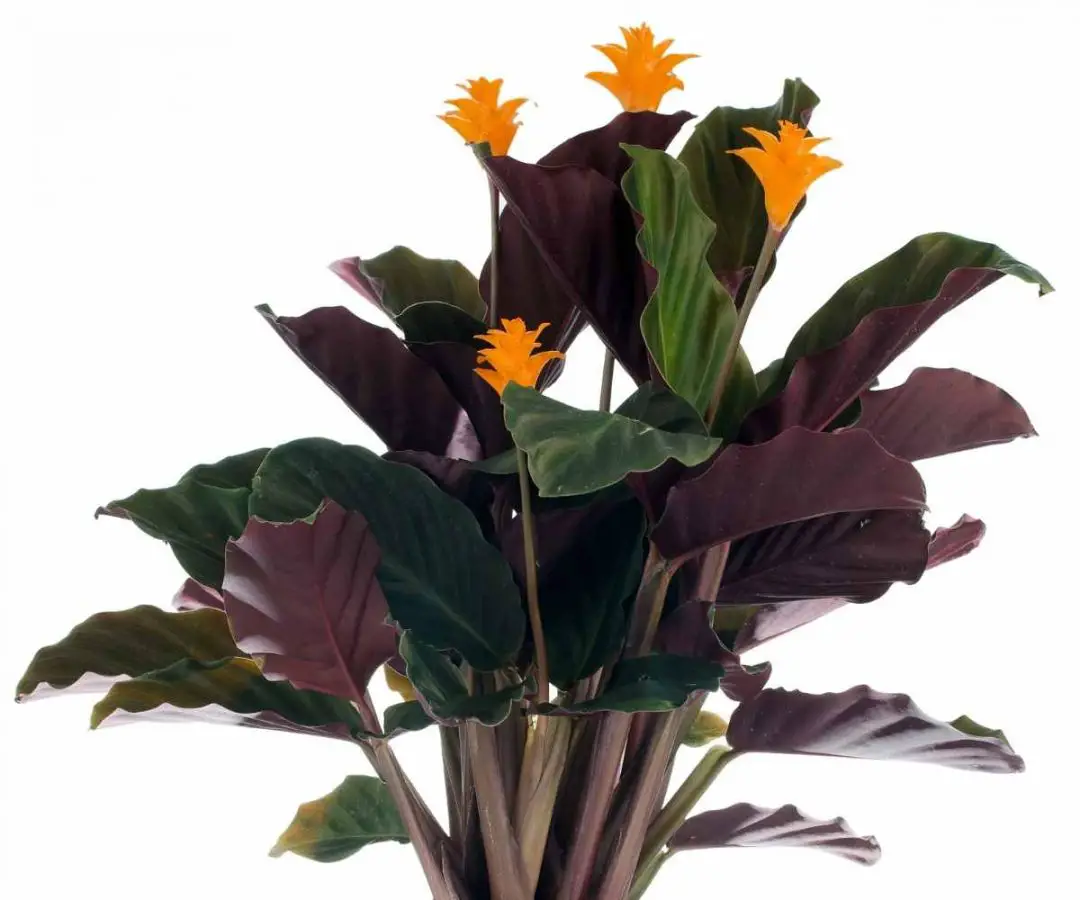 Calathea Care Guide and Plant Profile - The Contented Plant