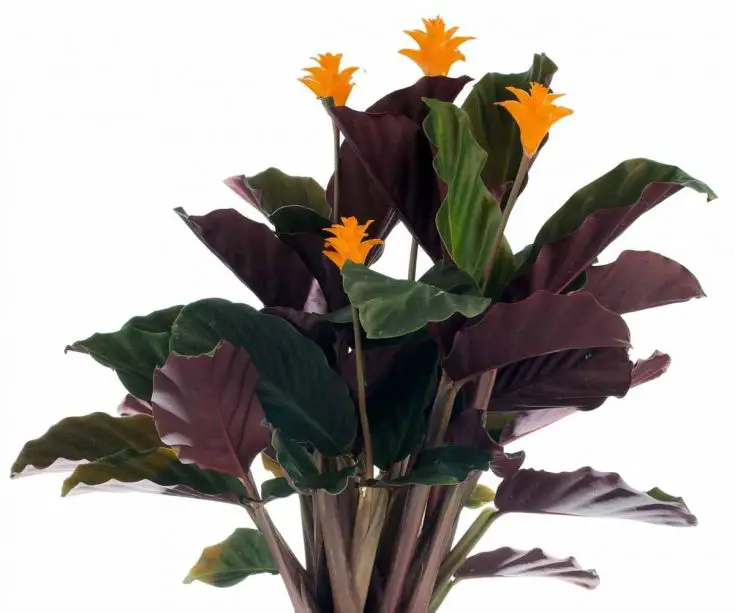 Calathea Care Guide and Plant Profile - The Contented Plant