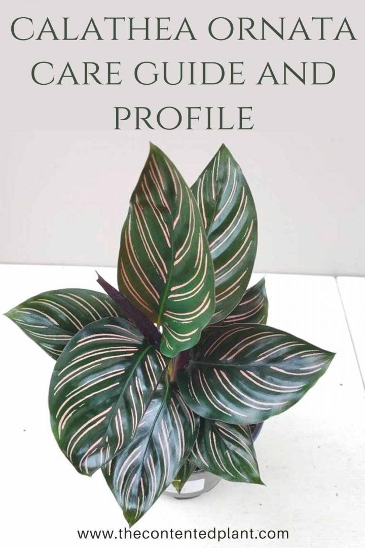 Calathea Zebrina- The Zebra Plant - The Contented Plant