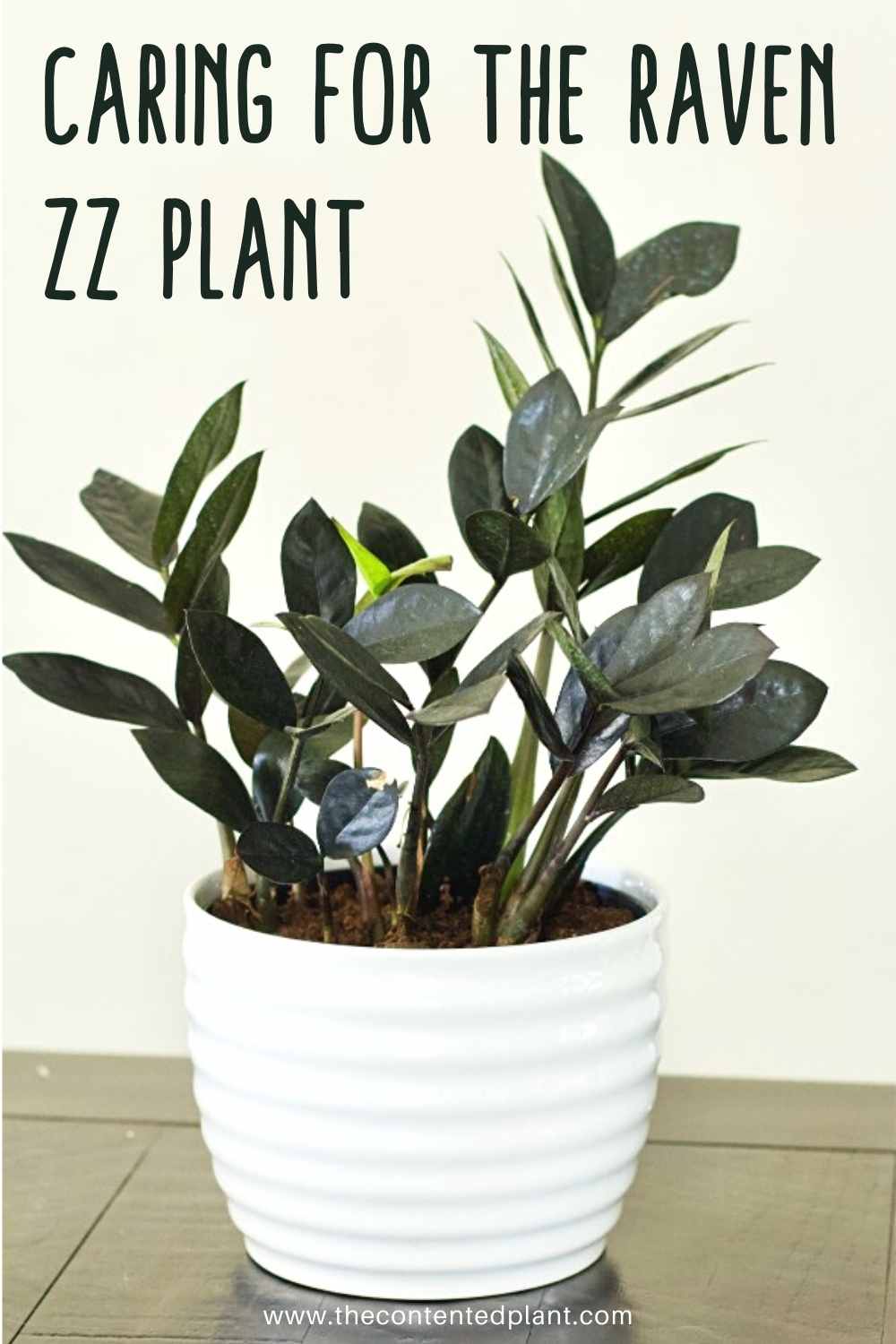 Raven ZZ Plant Care and Profile - The Contented Plant