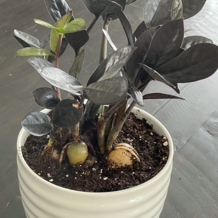 Raven ZZ Plant Care and Profile - The Contented Plant