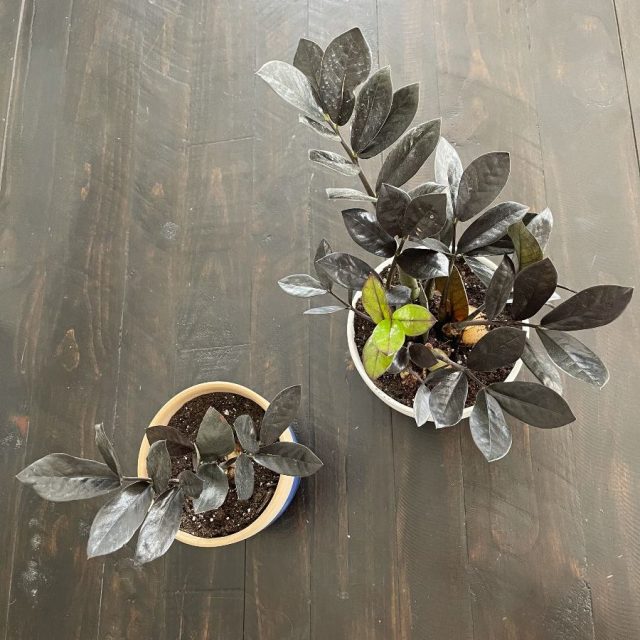 Raven ZZ Plant Care and Profile - The Contented Plant